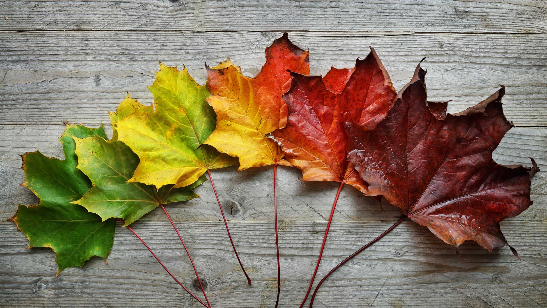 Why Do Leaves Change Color In The Fall O Toole s Garden Centers