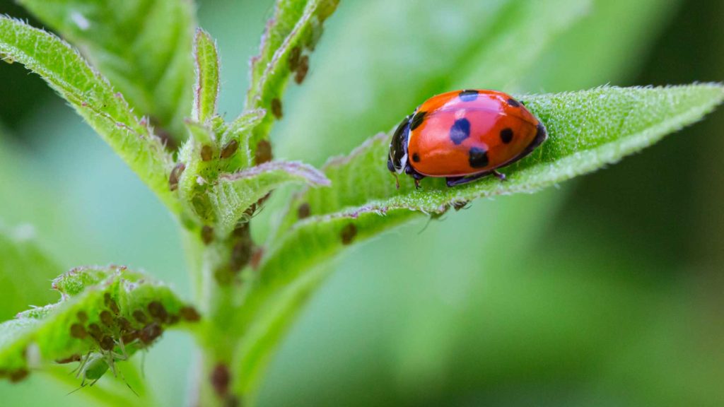 Ask A Gardener - Aphids - O'Toole's Garden Centers