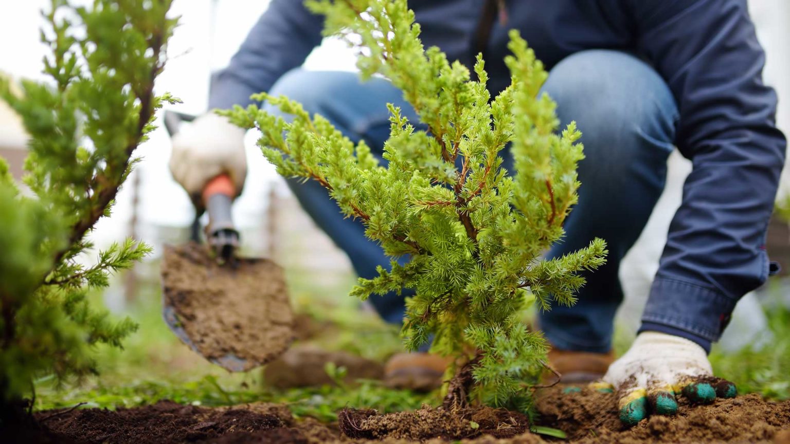 Five Reasons Fall Planting is the Best! - O’Toole’s Garden Centers